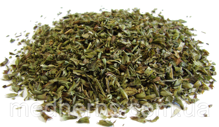 Купить Котовник Кошачья Мята 100 Грамм, цена 60 грн — Prom.ua (ID ...