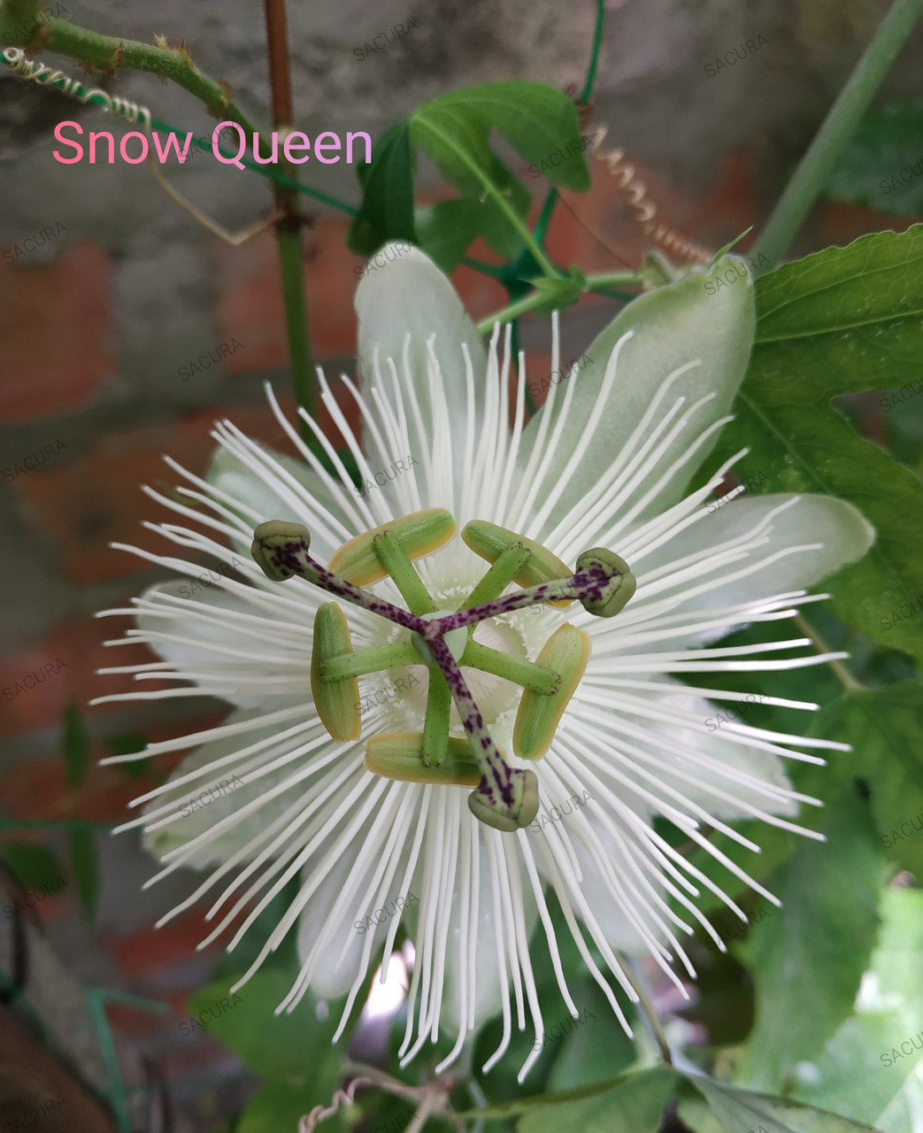 Пасифлора "Snow Queen", сажанець 15-25 см, ціна: 200 ₴, купити на Prom.ua