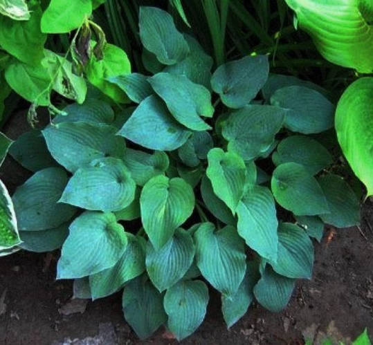 Хоста Blue boy, цена 60 грн — Prom.ua (ID#302763404)
