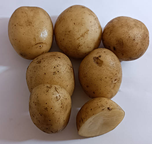 Купить Семена картошки Аризона AGRICO Голландия 1 кг, цена 40 грн ...