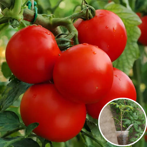 Купить Рассада Томат Ляна красный 1 шт (горшок), цена 29.99 ₴ — Prom.ua ...