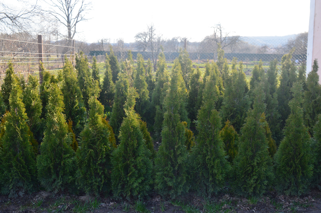 Туя Смарагд Викопна — Купить Недорого на Bigl.ua (1800593273)