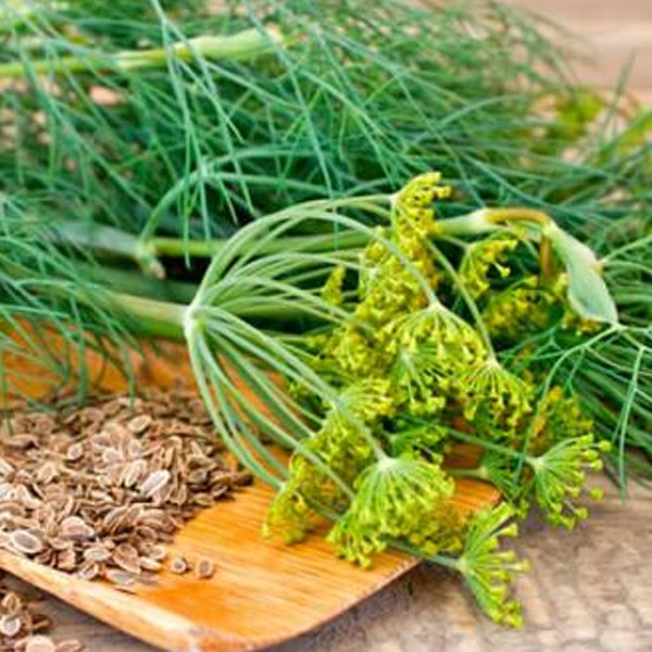 Кріп Геркулес 20 г Фасоване (ID#1800539100), ціна: 10.49 ₴, купити на Prom.ua