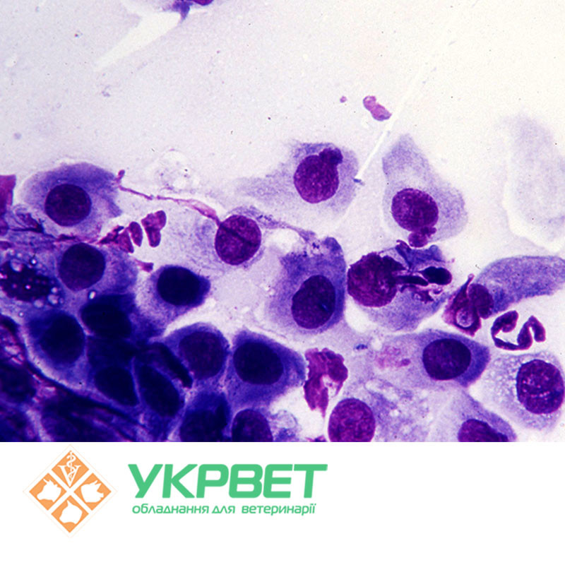 Купить ИФА тест-система IDVet для выявления хламидиоза (Chlamydophila ...