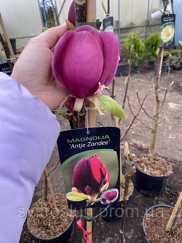 Магнолія "Antje Zandee" (Анті Занді) /H 2.2 м / С12 L (ID#1823196387 ...