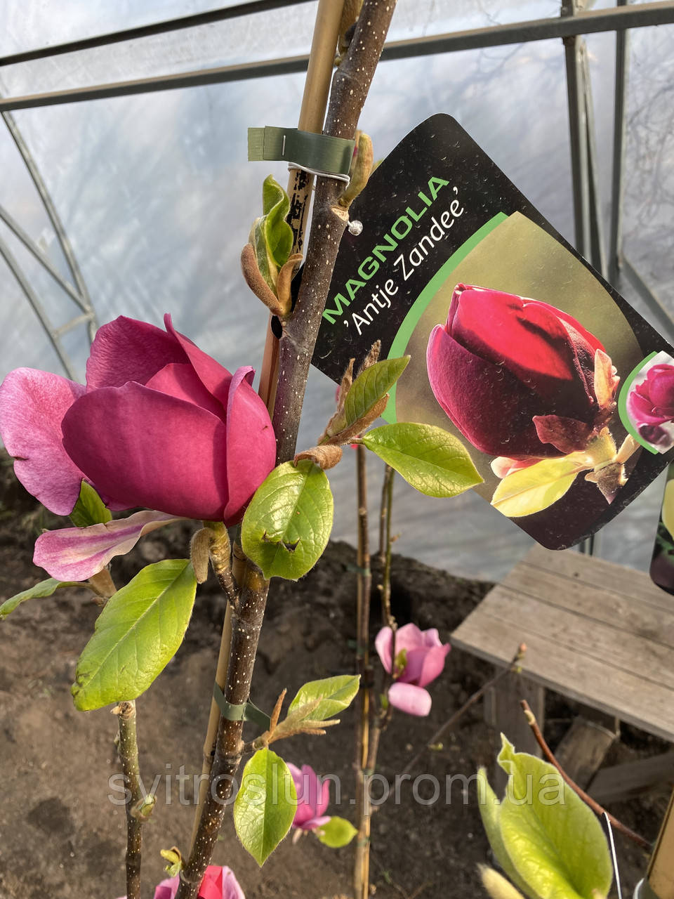 Магнолія "Antje Zandee" (Анті Занді) /H 2.2 м / С12 L (ID#1823196387 ...