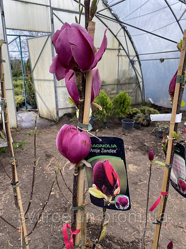 Магнолія "Antje Zandee" (Анті Занді) /H 2.2 м / С12 L (ID#1823196387 ...