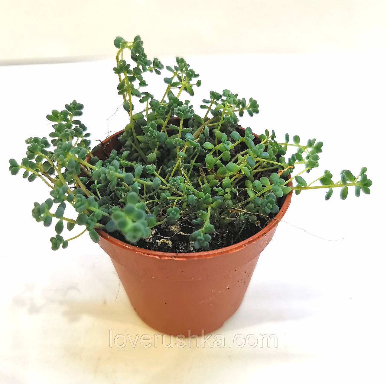 Купить Седум Sedum dasyphyllum Суккулент Кімнатна рослина по лучшей ...