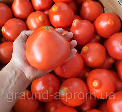 Купить Томат Махітос F1. Упаковка 100 насінин., цена 305.26 грн — Prom ...