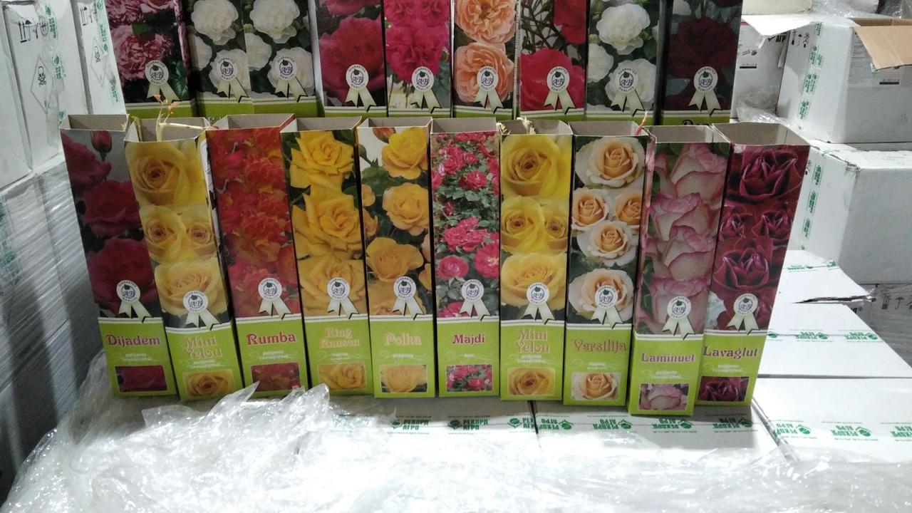 Троянди рози Agro Breza (Сербія): продаж, ціна у Києві. Розсада і ...