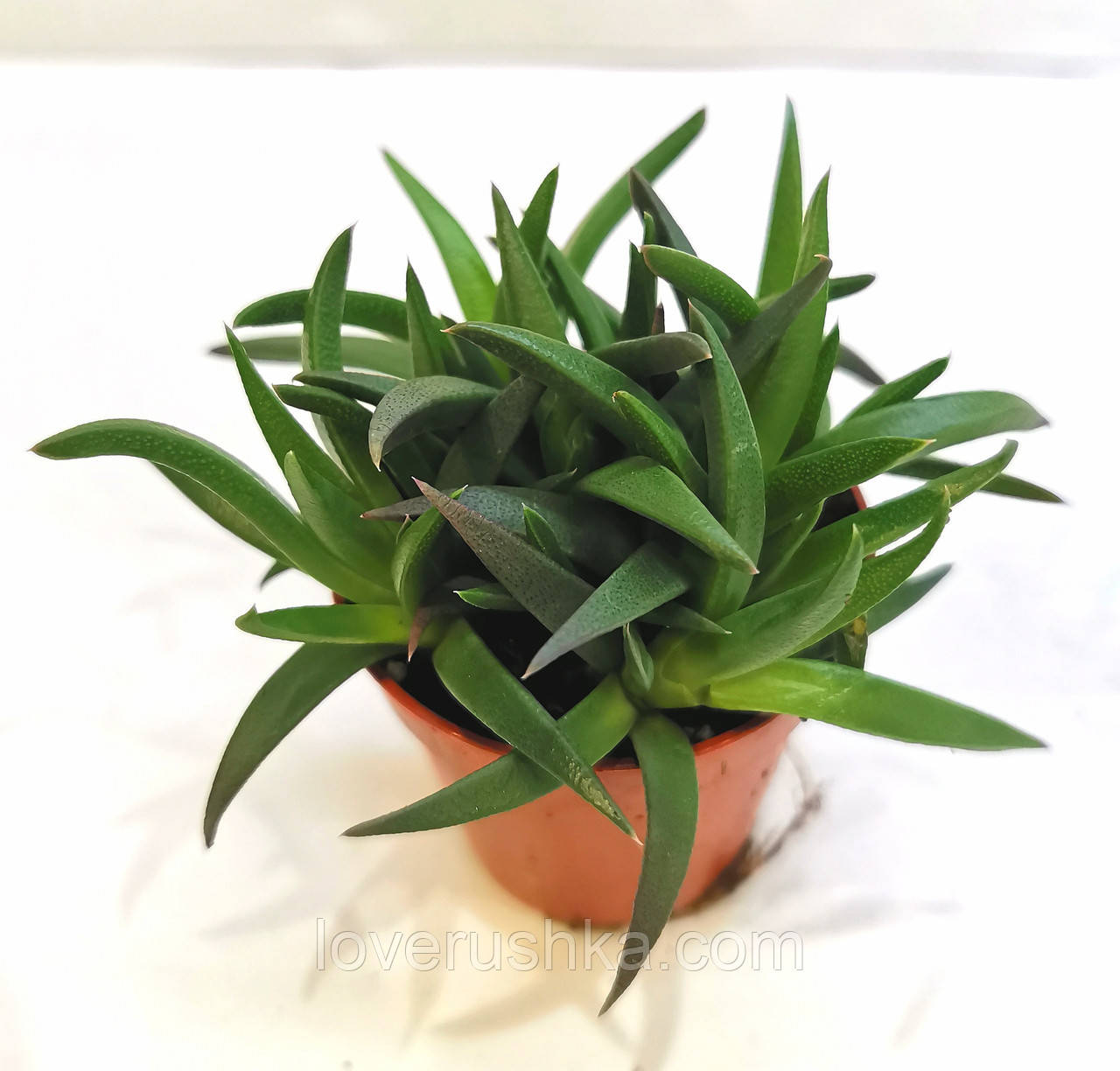 Купить Бергерантус Bergeranthus multiceps Суккулент Комнатное растение ...