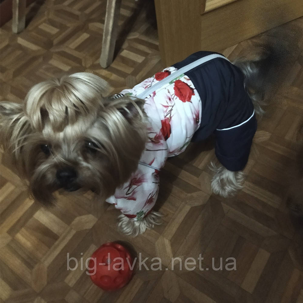 Купить Зимний комбез для собаки Девочка 12-suit 2-3.5kg, цена 948.80 ...