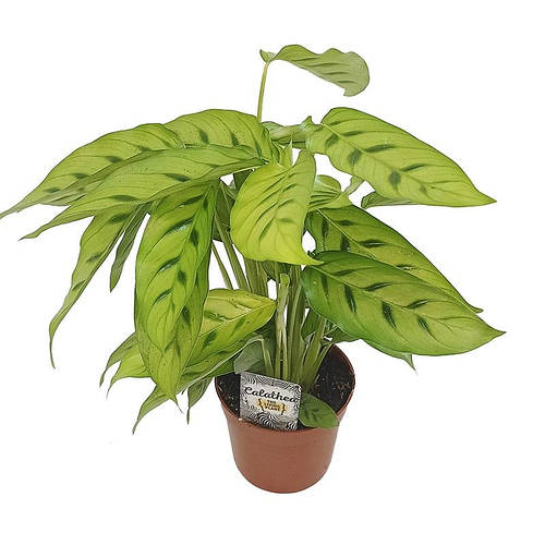 Купить Калатея широколистая, h 40 см, цена 430 грн — Prom.ua (ID ...