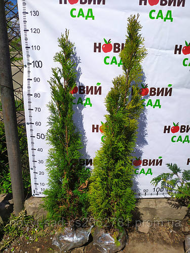 Купити Туя Смарагд 150 см за акційною ціною!!!, ціна 300 ₴ - Prom.ua ...