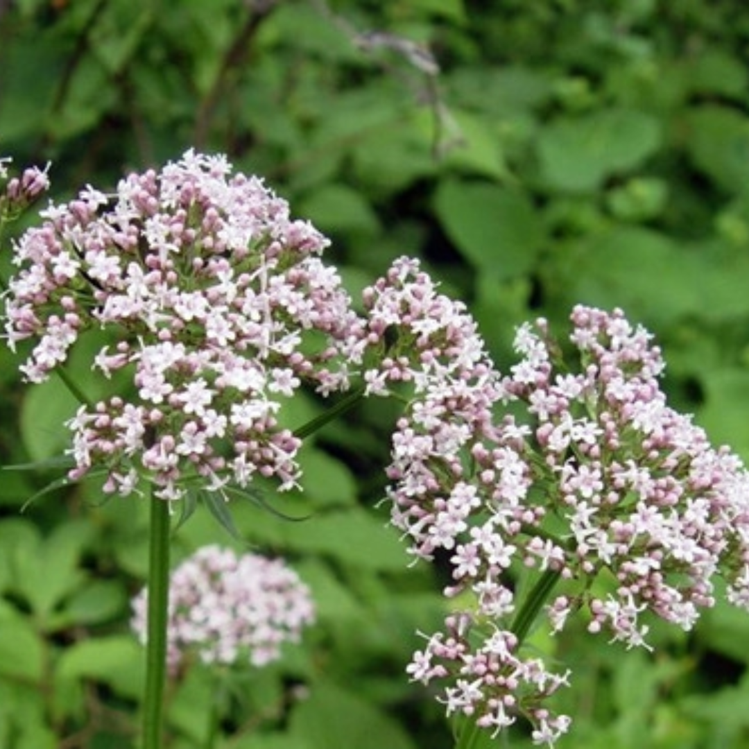 Екстракт валеріани сухий (Valerianae) 500 г (ID#1817770277), ціна: 550 ...