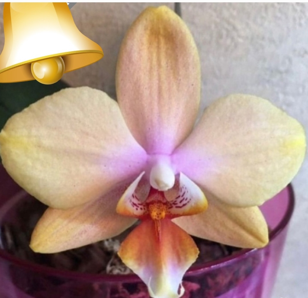Купити Орхідея фаленопсис ароматна Phal. FRAGRANT_Versaco© ароматна 1.7 ...