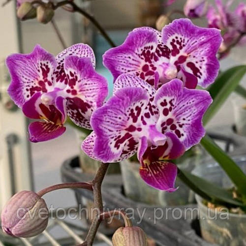 Купить Орхідея Phal. Formosa Cranberry 'Wilson', peloric, підліток 1,7 ...
