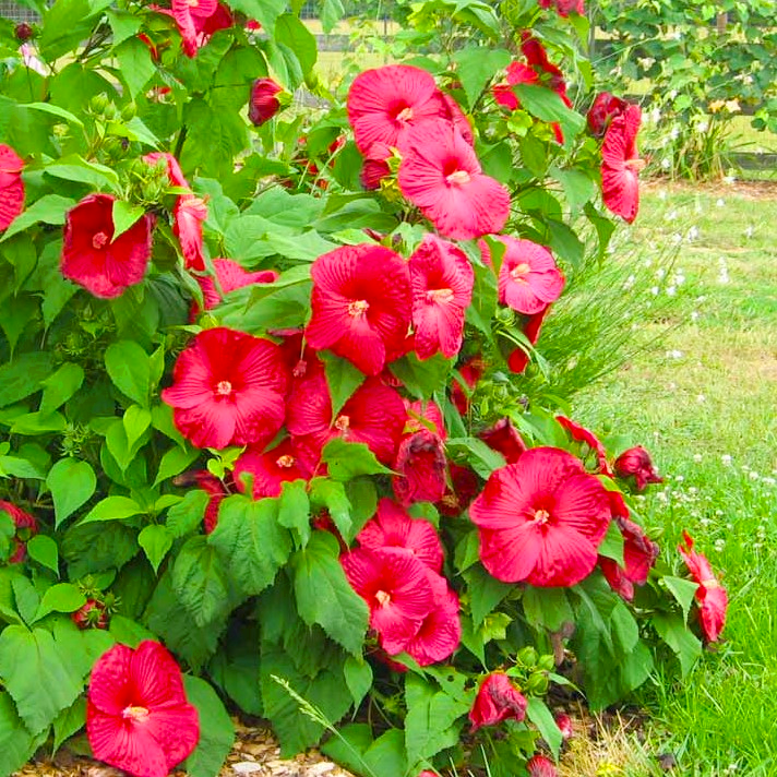 Саженцы Травянистого Гибискуса (Hibiscus Moscheutos) — в Категории ...