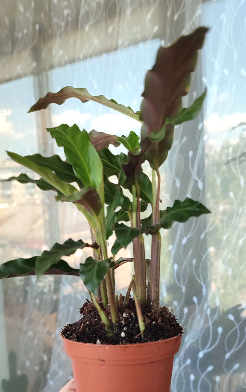 Calathea Elgergrass (Калатея Ельгеграсс), аналог Рубіфарба/Rufibarba ...