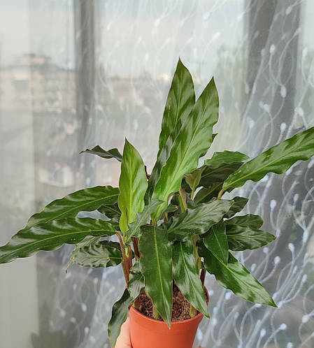 Купити Calathea Elgergrass (Калатея Ельгеграсс), аналог Рубіфарба ...