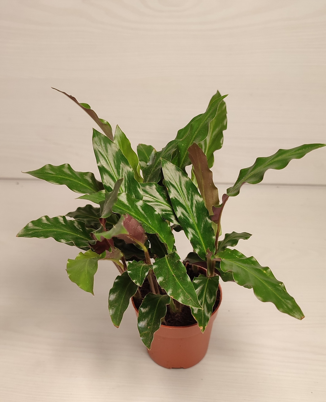 Calathea Elgergrass (Калатея Ельгеграсс), аналог Рубіфарба/Rufibarba ...