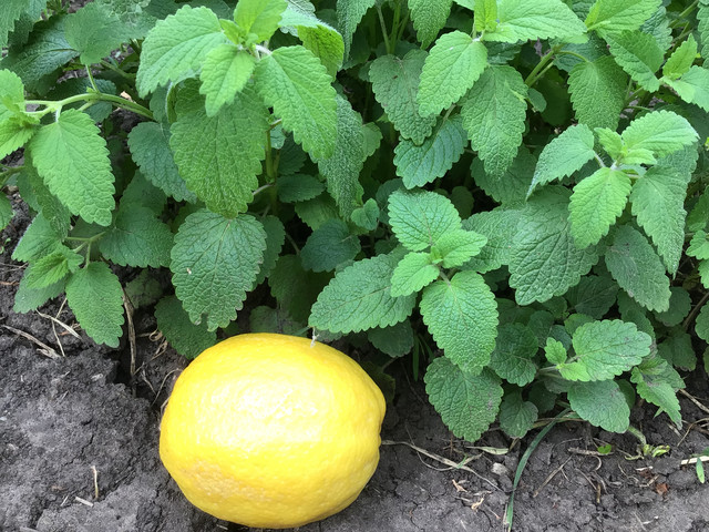 М'ята, чебрець, тимьян в Дніпрі від компанії ""ЗЕЛЕНА КОРЗИНА ...