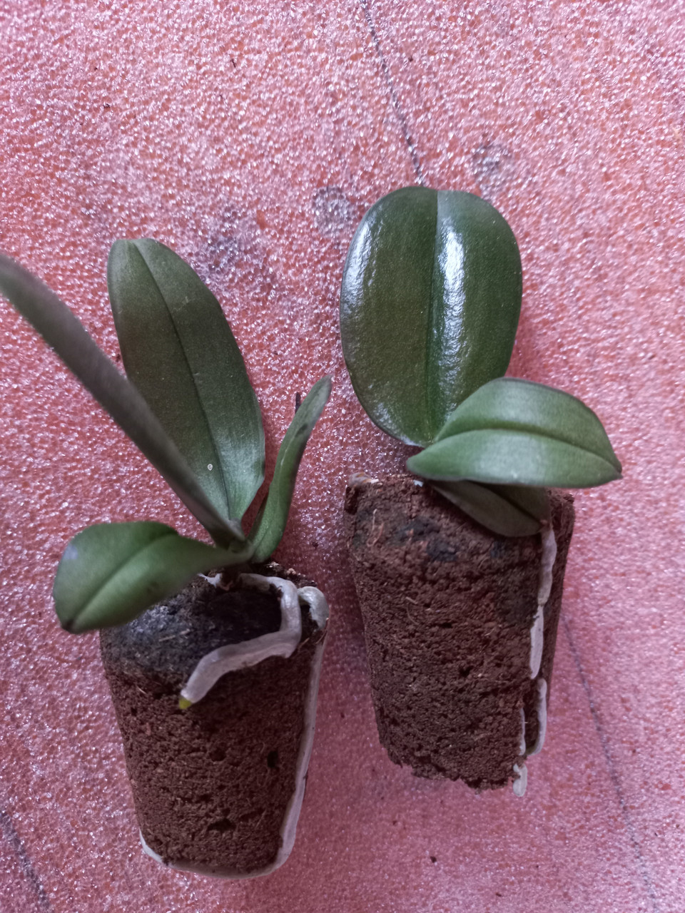 Купити Орхідея фаленопсис ароматна Phal. FRAGRANT_Versaco© ароматна 1.7 ...