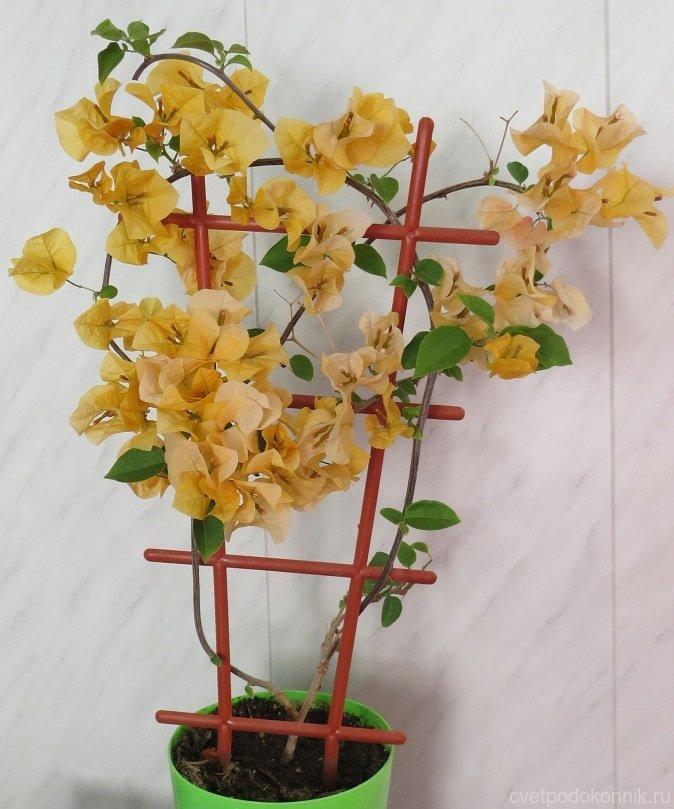 Купити Бугенвіллія Golden Tango у горщику молода рослина ціна 316 ₴ Prom Ua Id 1861487779