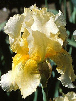 Ирис October Sun (корневища) (ID#1861490902), цена: 71 ₴, купить на Prom.ua