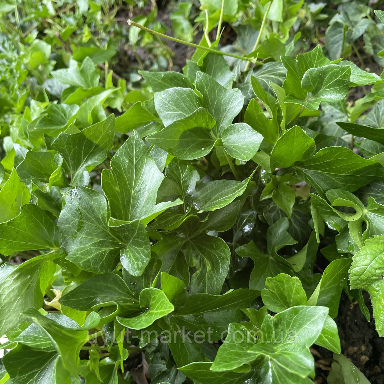 Плющ вечнозеленый садовый Ирландский, саженцы (ID#1863058028), цена: 89 ...