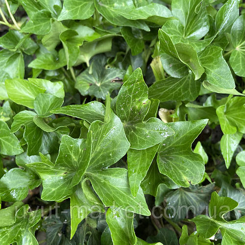 Купить Плющ вечнозеленый садовый Ирландский, саженцы, цена 89 ₴ — Prom ...