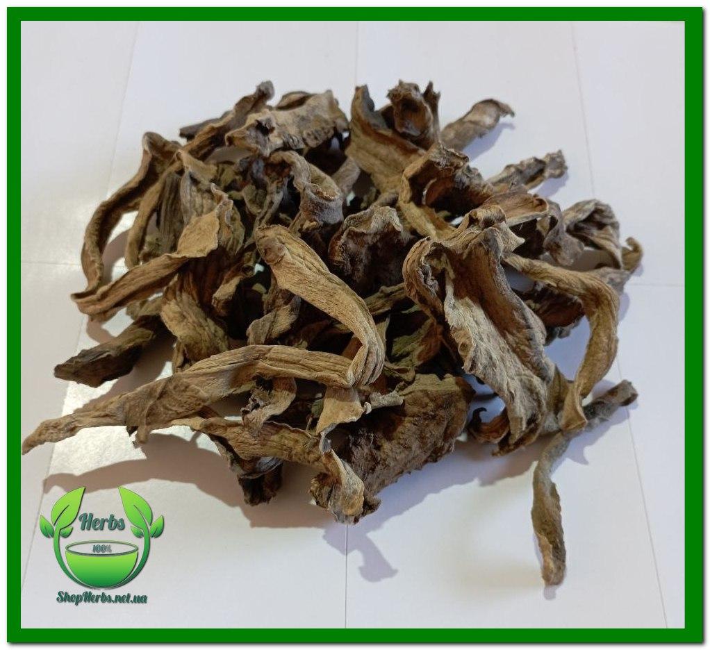 Купить Кувшинка корень 1кг, цена 306 ₴ — Prom.ua (ID#1671338480)