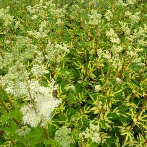 Купити Лабазник в'язолистий Варієгата/ Filipendula ulmaria Variegata ...