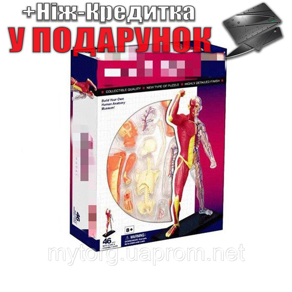 Купити Об'ємна анатомічна модель М'язи і скелет людини 4D Muscle, ціна ...
