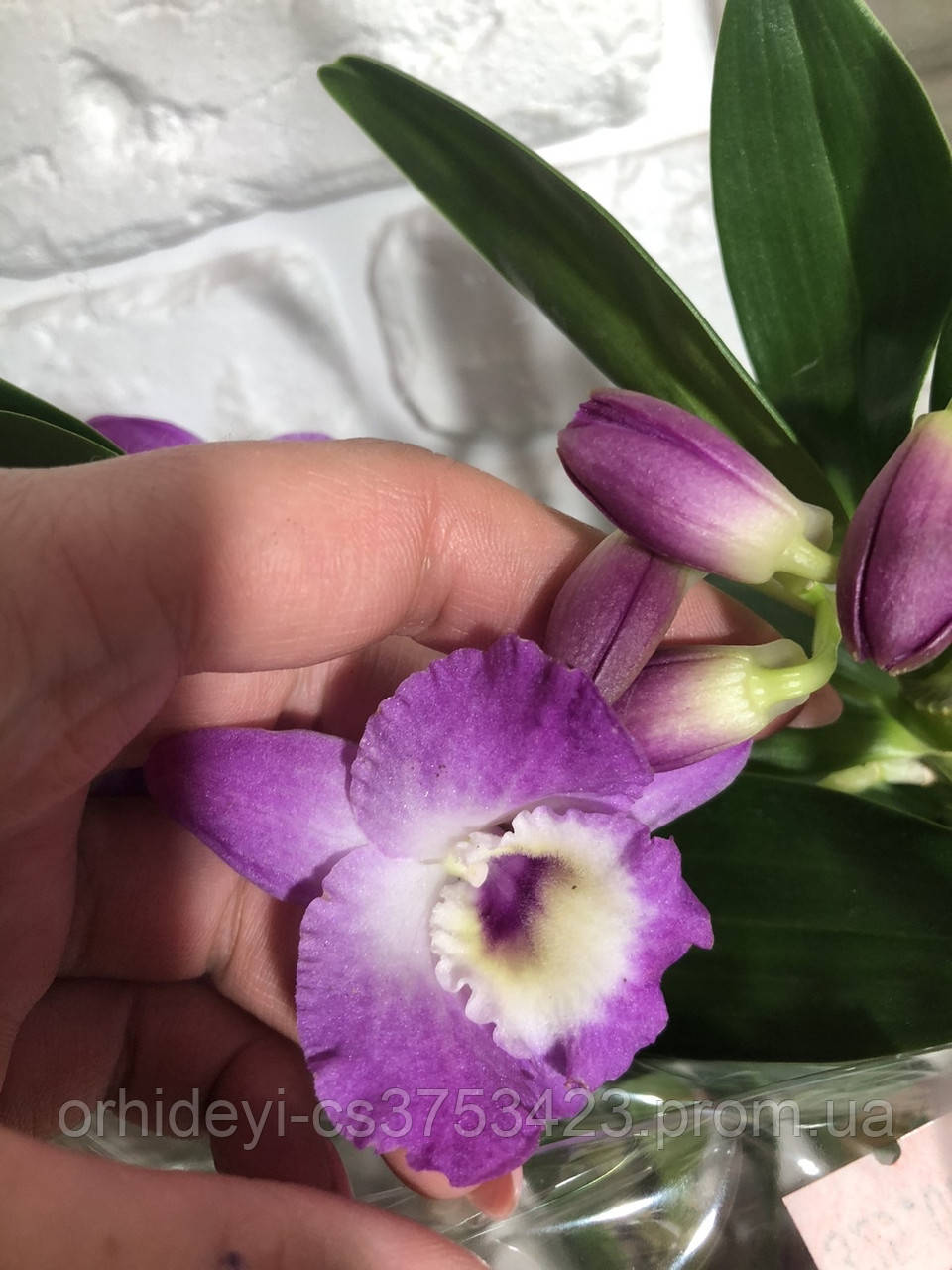 Купить Дендробиум, цена 395 ₴ — Prom.ua (ID#1875156350)