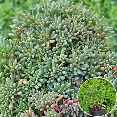 Седум Рубенса Лизард в горшке 0,5 л (ID#1877365012), цена: 67.49 ...