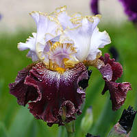 Ирис magic | Сравнить цены и купить на Prom.ua