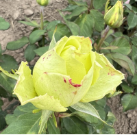 Купить Саженцы розы Лимбо (Limbo), цена 75 ₴ — Prom.ua (ID#1888668602)