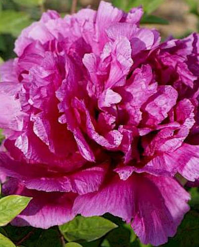 Пион древовидный Flare Pretty Lady (Jing Cheng Zi) (ID#1888883189 ...