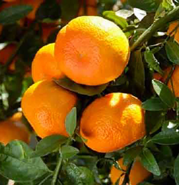 Мандарин Медовий (C.deliciosa Honey) в Дніпрі від компанії "Exotic Jungle".