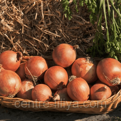 Лук севок Шекспир 1 кг: продажа, цена в Миргороде. Семена, саженцы и ...