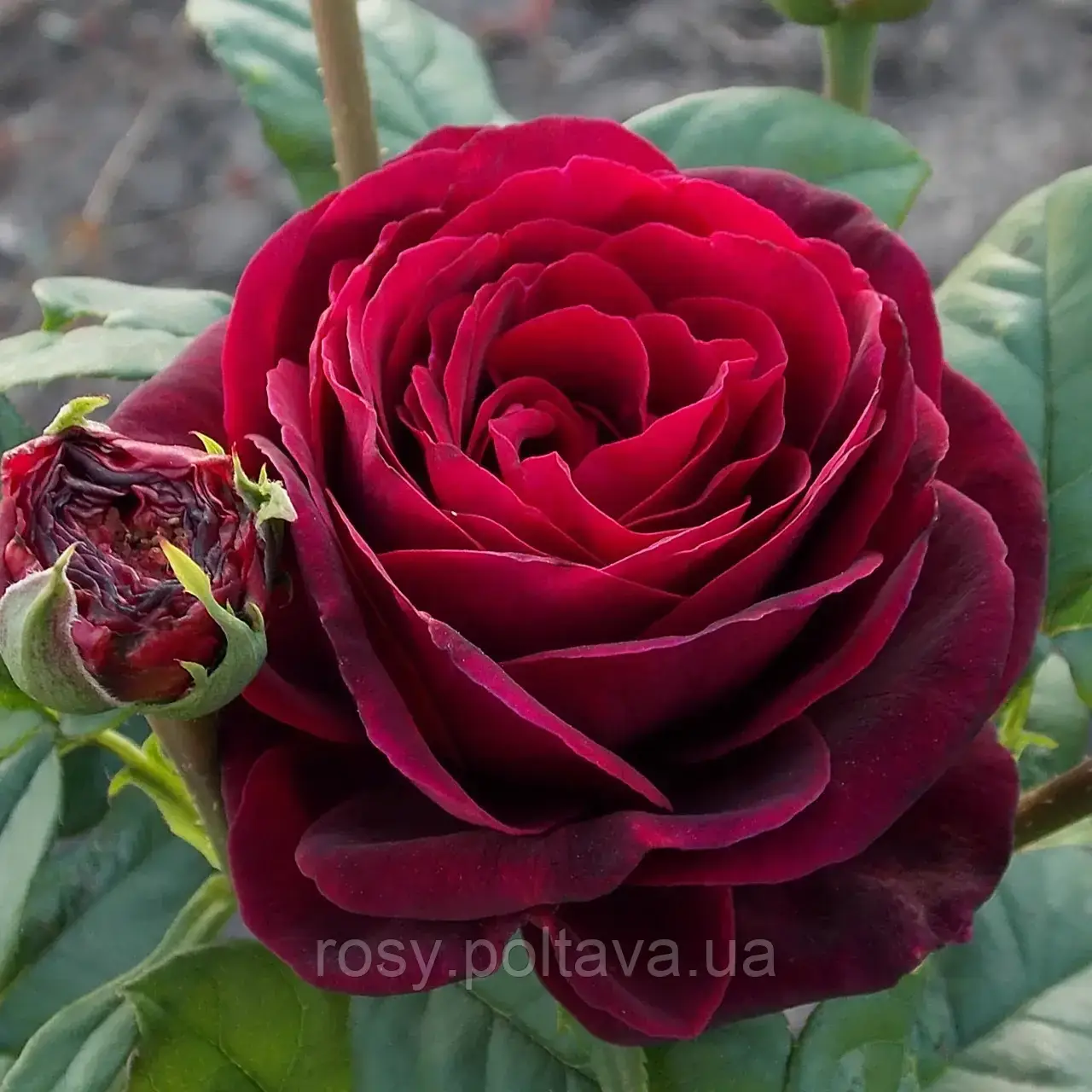 Астрид Графин фон Харденберг (Astrid Grafin von Hardenberg): продажа ...