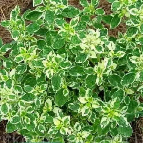 Купить Орегано Варієгата /Origanum vulgare Variegata, контейнер 2л ...