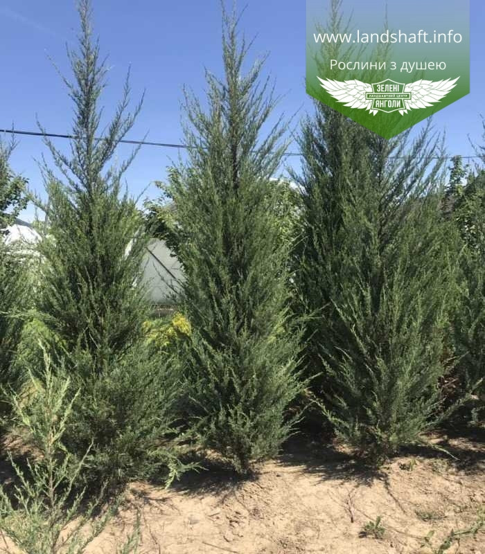 Купить Juniperus scopulorum 'Skyrocket', Ялівець скельний 'Скайрокет ...