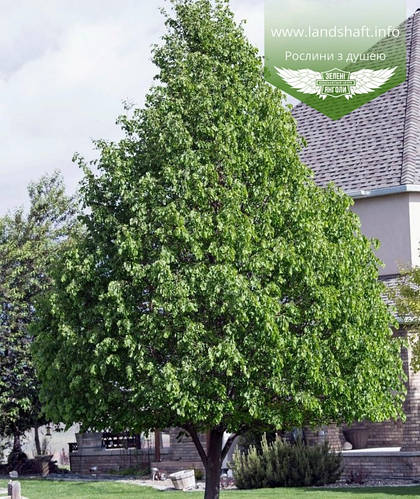 Tilia cordata 'Greenspire', Липа серцелиста 'Грінспайр',TG6-8,BR ...