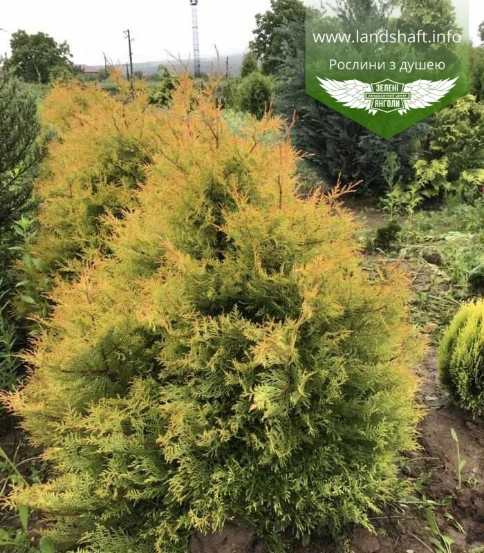 Thuja occidentalis 'Rheingold', Туя західна 'Рейнголд',P9 - горщик ...