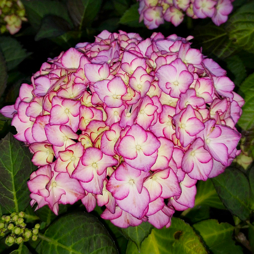 Саженцы Гортензии крупнолистной Адула Лила (Hydrangea macrophylla Adula ...