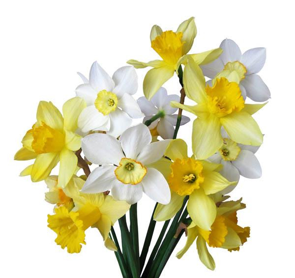 Цибулини нарцисів оптом і в роздріб. Інтернет-магазин Едіс - Сторінка 2