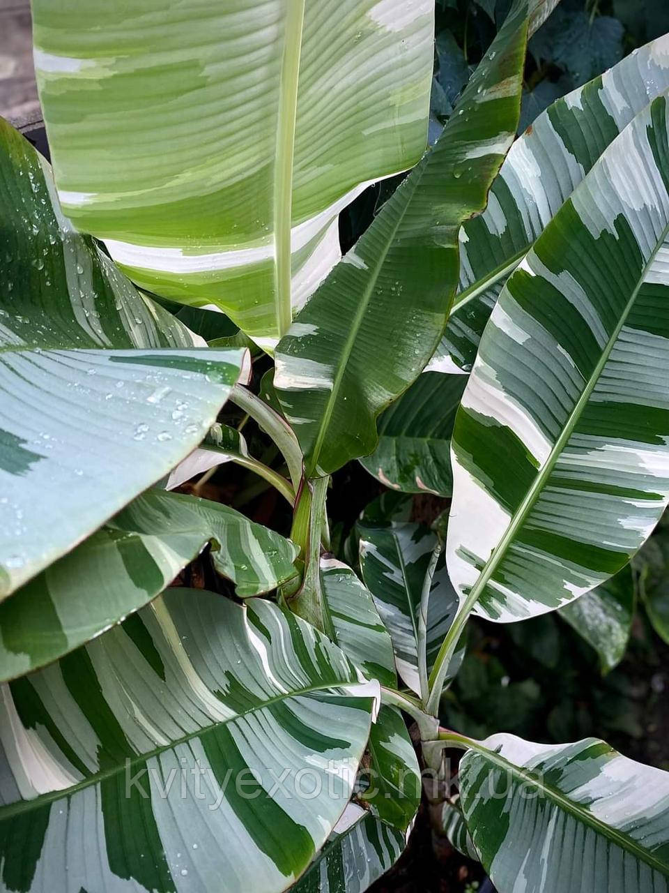 Банан Florida Variegata. Musa Florida Variegata.: продаж, ціна у ...