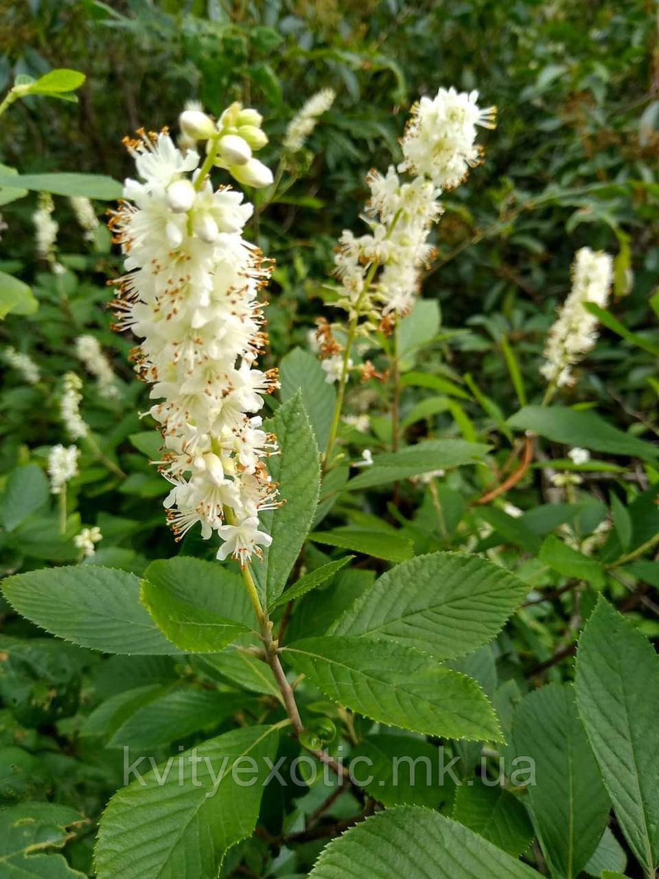 Клетра вільхолиста. Clethra alnifolia.: продаж, ціна у Миколаєві. Сад ...